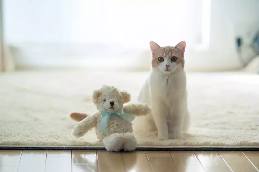 Gelukkig leven van prachtige katten van Ben Torode (Ben Torode) 8517_32