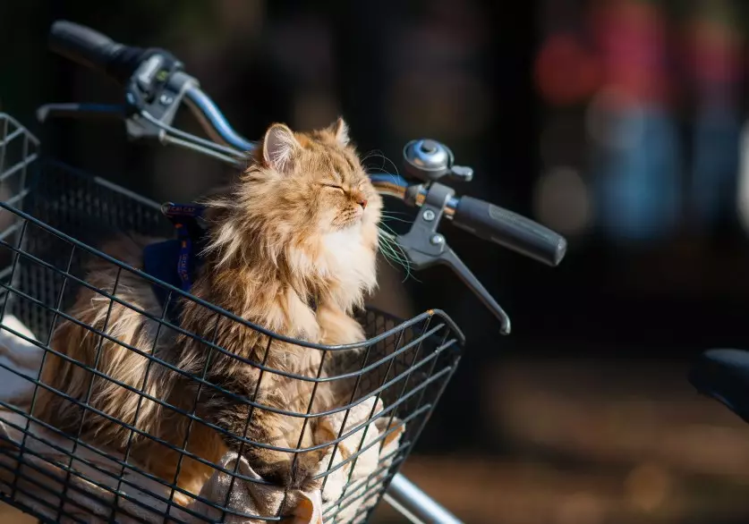 Gelukkig leven van prachtige katten van Ben Torode (Ben Torode) 8517_35