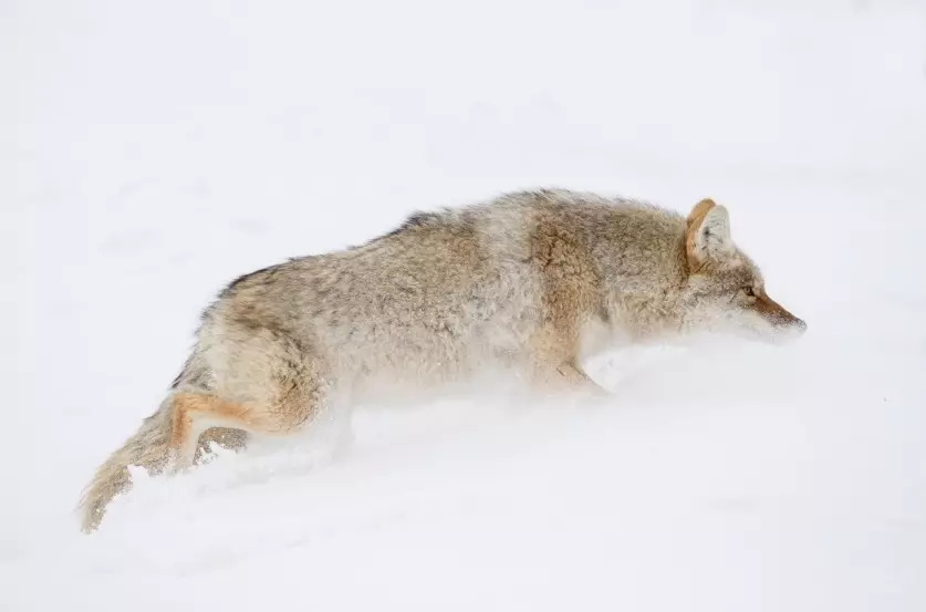 Le migliori foto del National Geographic per febbraio 2017 8527_11