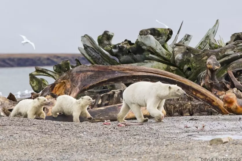 Le migliori foto del National Geographic per febbraio 2017 8527_7