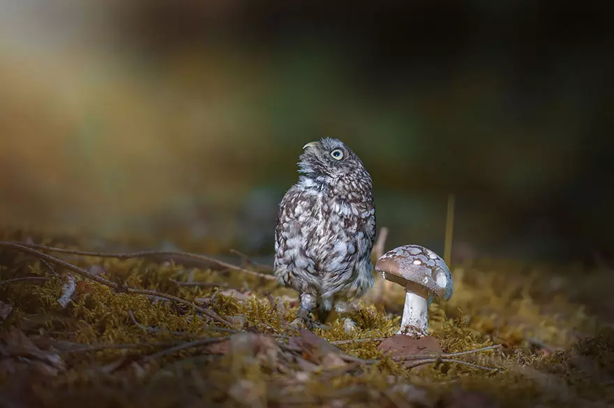 Fotografie tejto roztomilé malé sova doslova dobyli internet