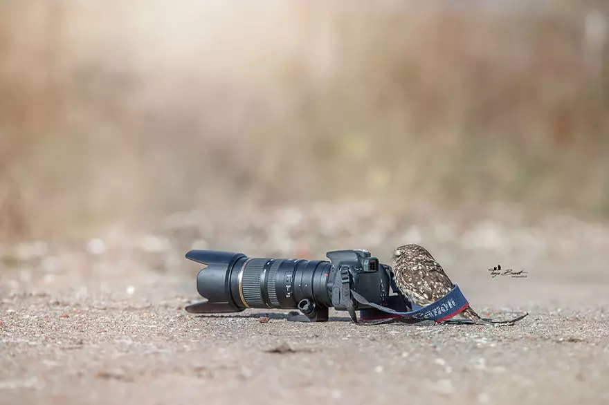 Fotografie tejto roztomilé malé sova doslova dobyli internet