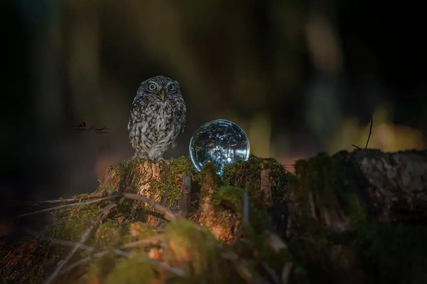 Fotografie tejto roztomilé malé sova doslova dobyli internet