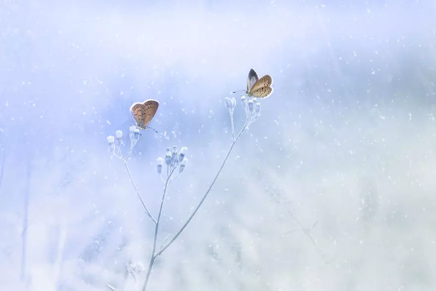 Buntes Macromir von winzigen Kreaturen, der Fotograf in Indonesien abhebt