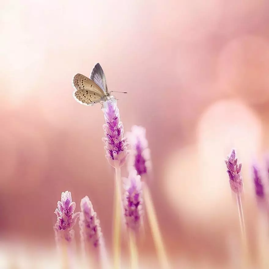 Macromir colorat de creaturi mici, pe care fotograful o decolează în Indonezia