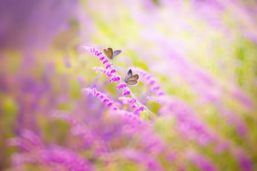 Buntes Macromir von winzigen Kreaturen, der Fotograf in Indonesien abhebt