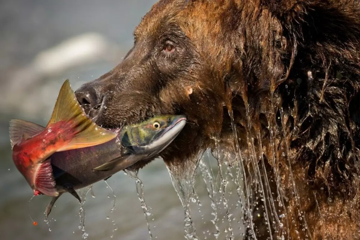 Las mejores fotos de National Geographic Febrero 2017 8607_2