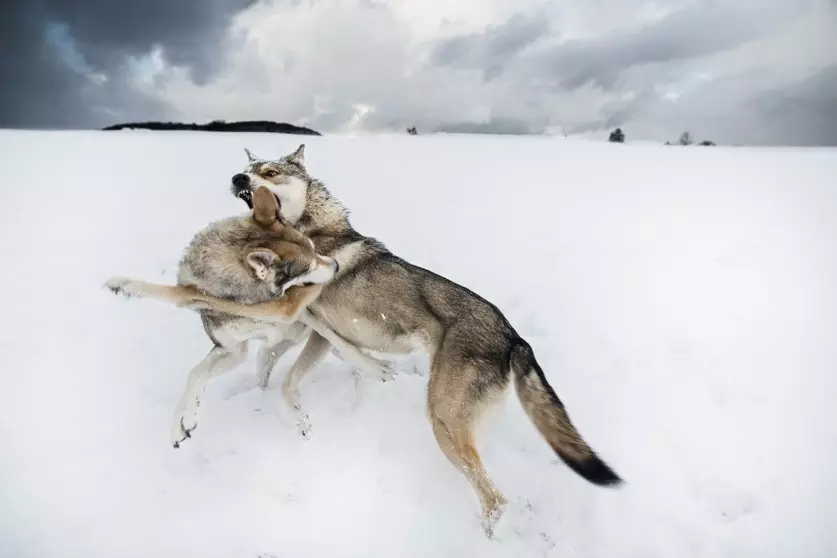 Zithunzi zabwino kwambiri za National Geographic 2017 8607_5