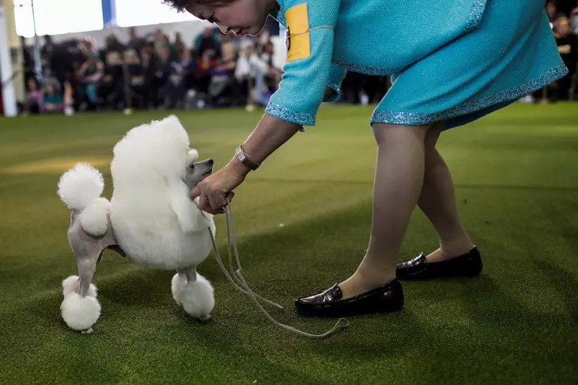 Għall fannijiet Barbos ;;) wirja tal-klieb Westminster Kennel Club 2017 8611_13