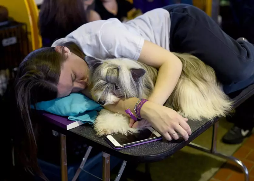 Barbos Fansのために;）犬展Westminster Kennel Club 2017 8611_14