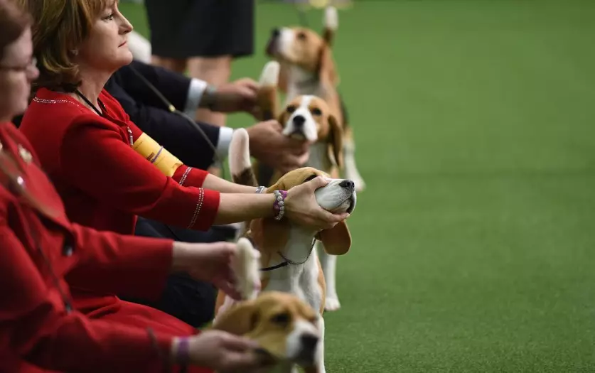 Għall fannijiet Barbos ;;) wirja tal-klieb Westminster Kennel Club 2017 8611_18