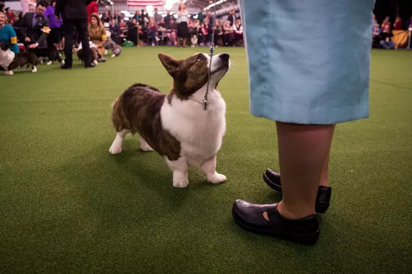 Barbos Fansのために;）犬展Westminster Kennel Club 2017 8611_19