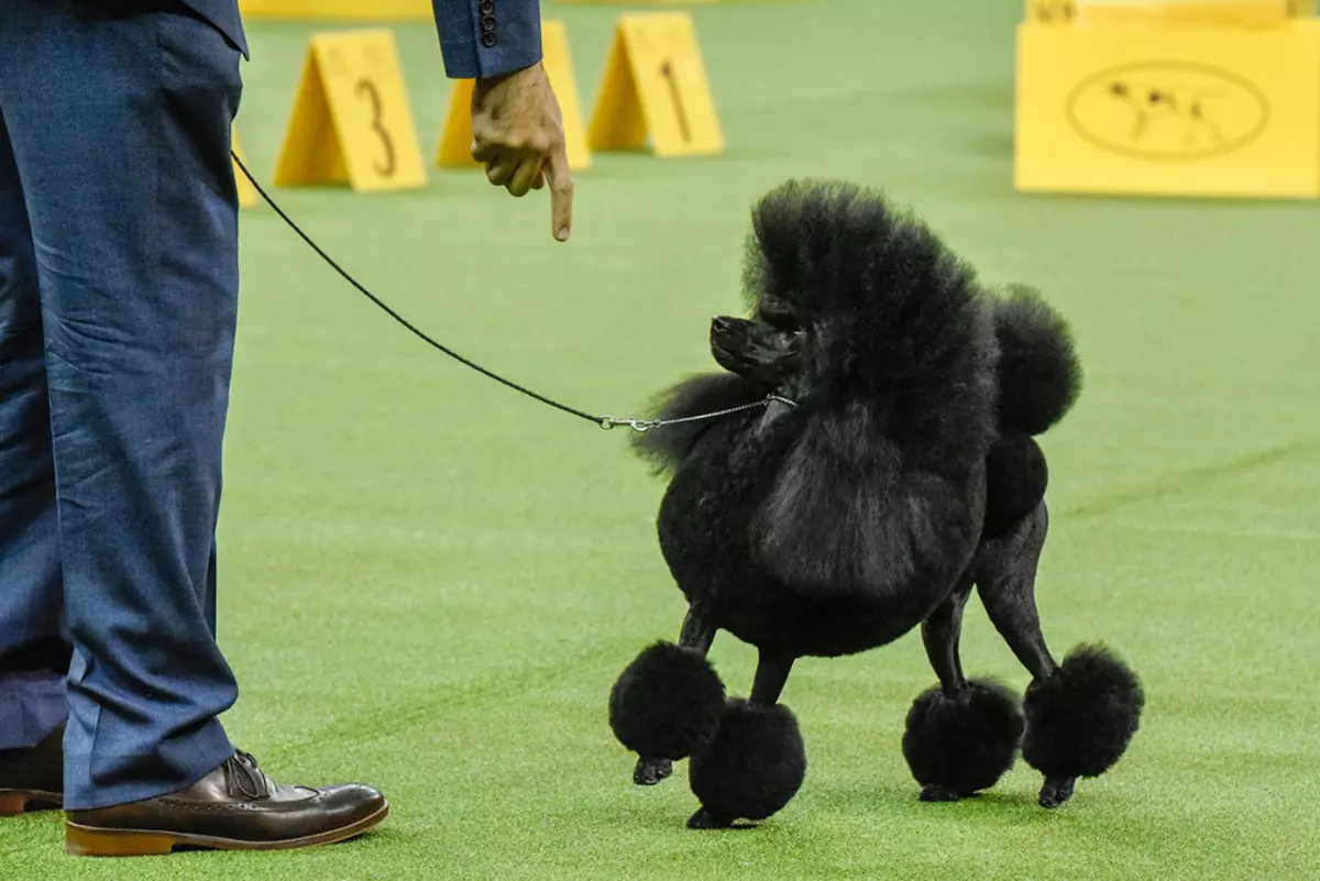 アメリカ犬ショー/