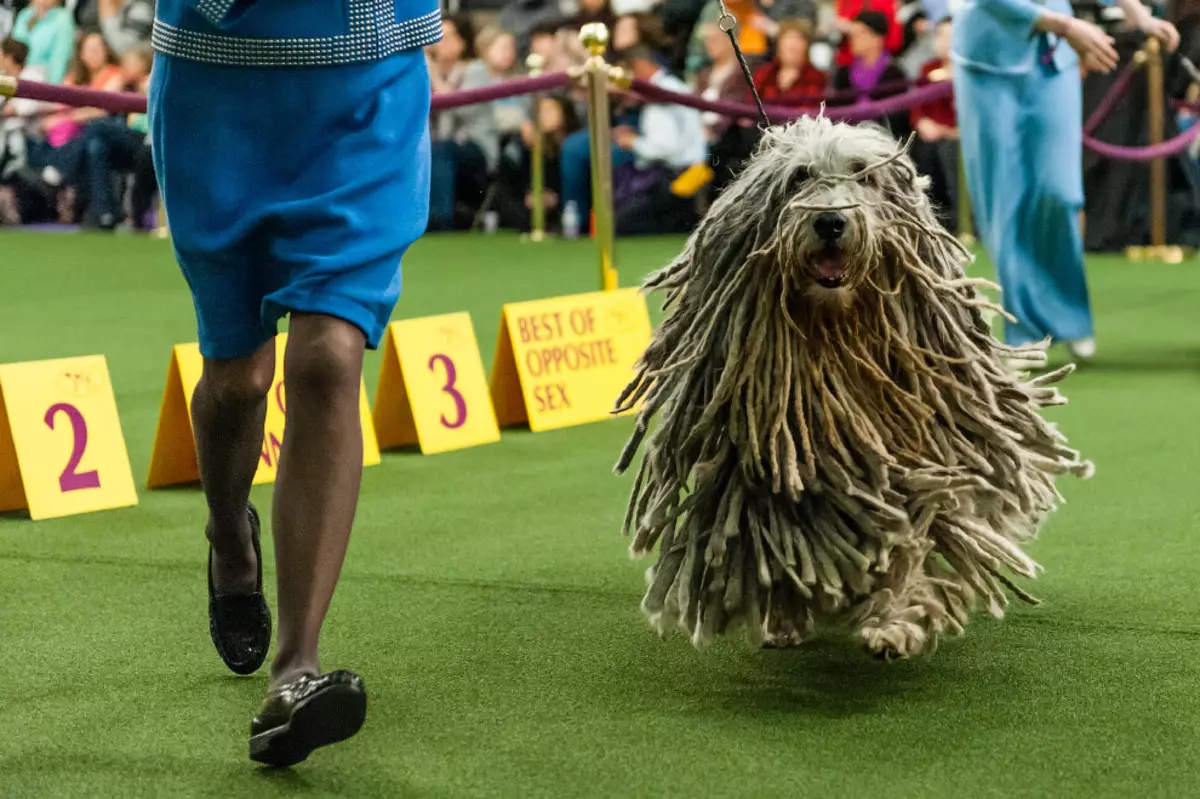 Fyrir Barbos fans ;;) Dog Exhibition Westminster Kennel Club 2017 8611_26