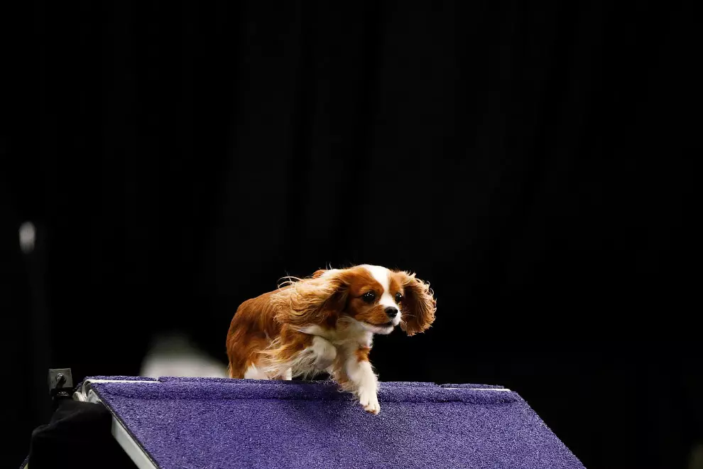 Westminster Kennel Club 2017.