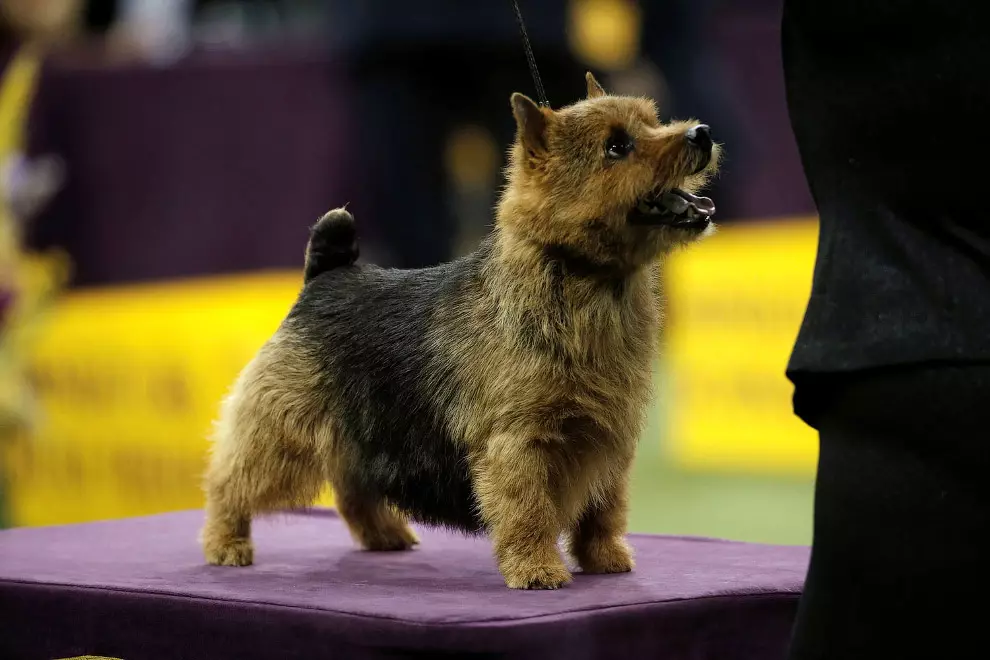 Westminster Kennel Club 2017.