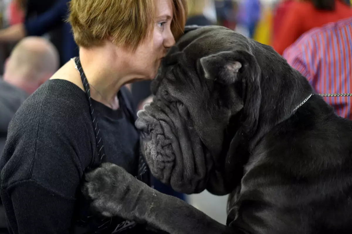 Westminster Kennel Club 2017.