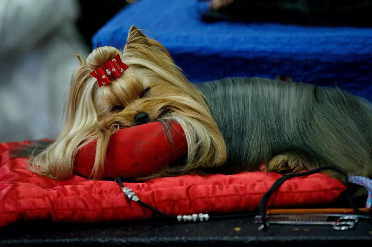 Yorkshire Terrier sýnir ekki áhuga á virtu hundasýningunni Westminster Kennel Club 2017