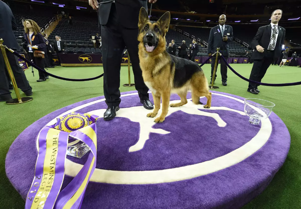 Westminster Kennel Club 2017.