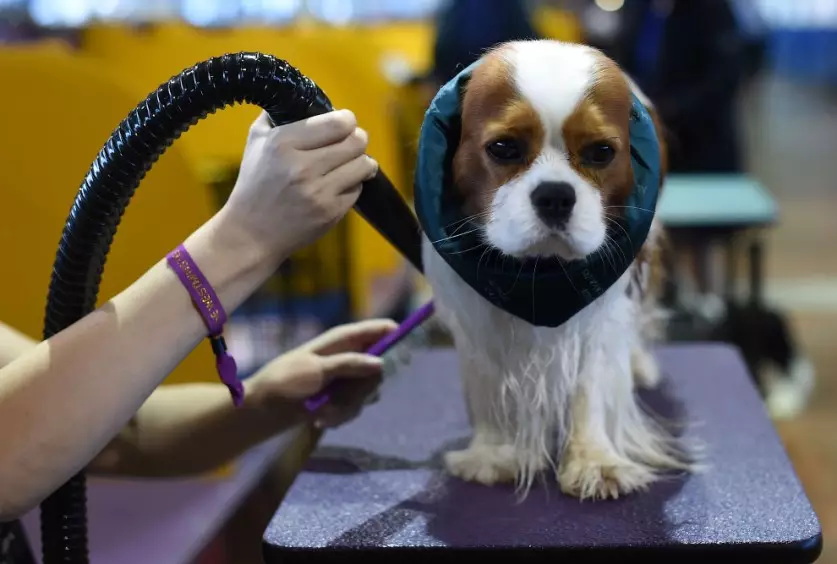 Barbos Fansのために;）犬展Westminster Kennel Club 2017 8611_9