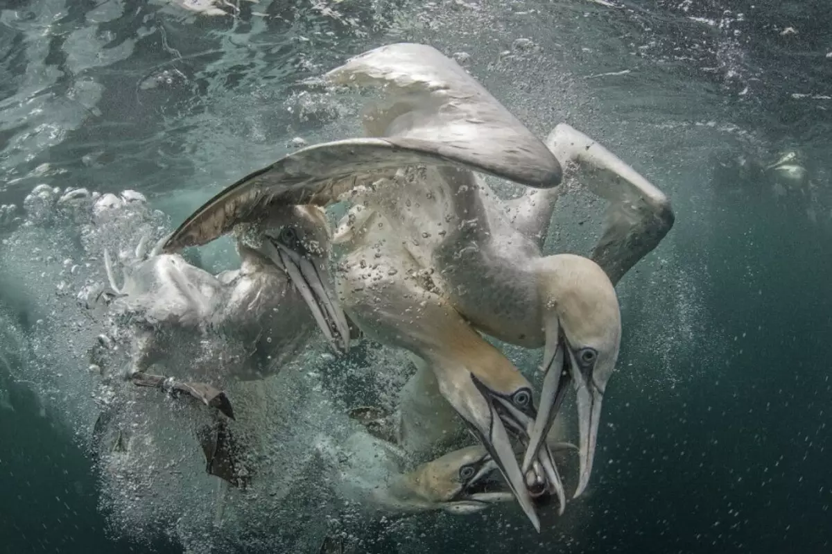 Incroyables instantanés des gagnants de la compétition de photographie sous-marine 2017 8629_11