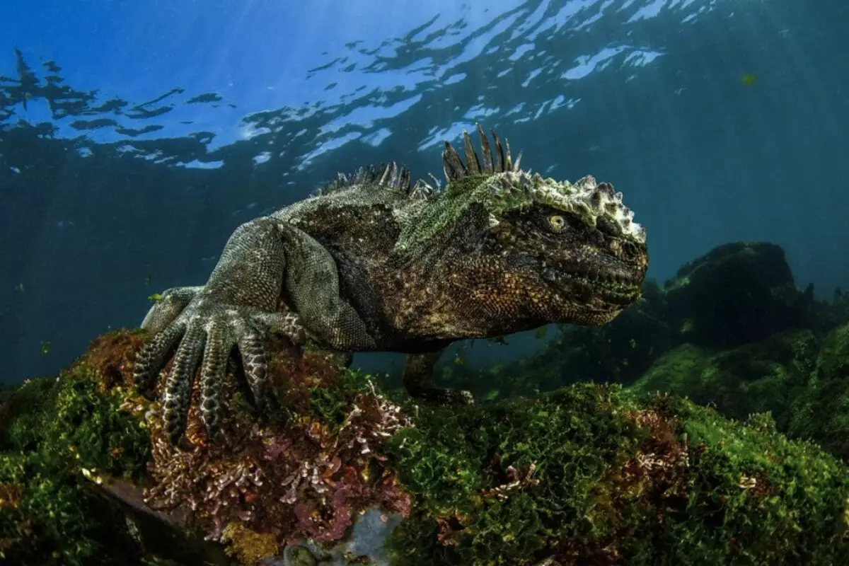 Incroyables instantanés des gagnants de la compétition de photographie sous-marine 2017 8629_13