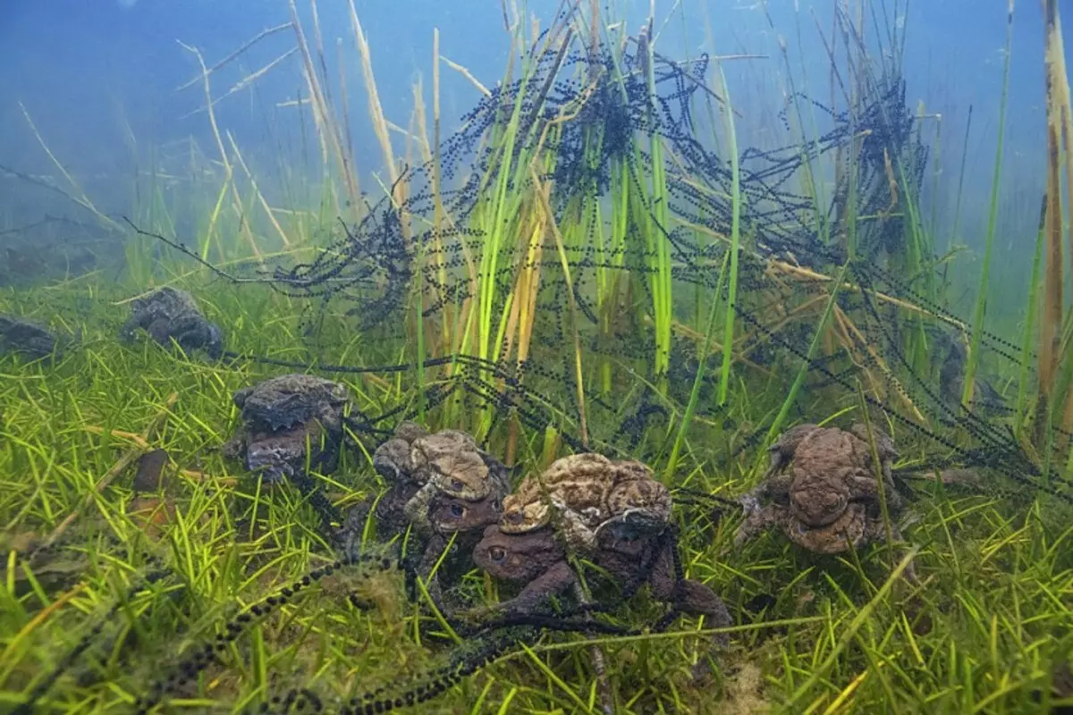 Unglaubliche Momentaufnahmen der Gewinner des Unterwasserfotografie-Wettbewerbs 2017 8629_17