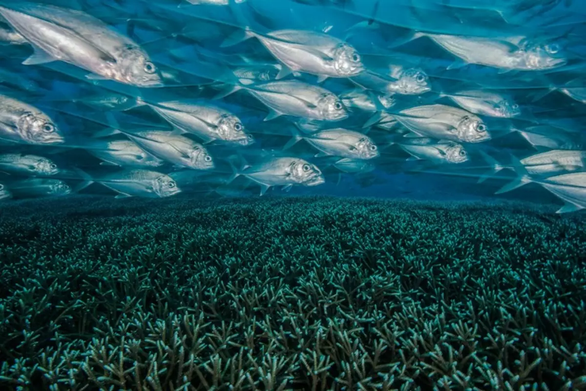 Incroyables instantanés des gagnants de la compétition de photographie sous-marine 2017 8629_2