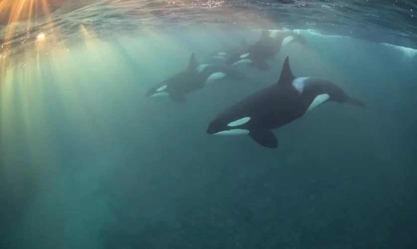 Increíbles instantáneas de los ganadores de la competencia de fotografía submarina 2017 8629_20