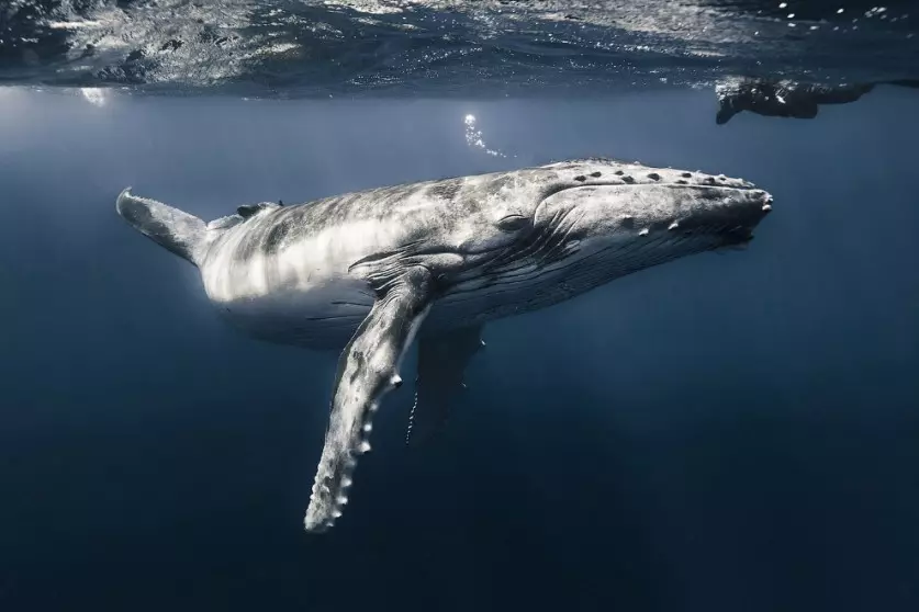 Incroyables instantanés des gagnants de la compétition de photographie sous-marine 2017 8629_4