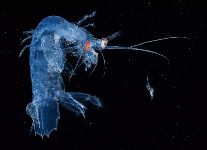 Incroyables instantanés des gagnants de la compétition de photographie sous-marine 2017 8629_6