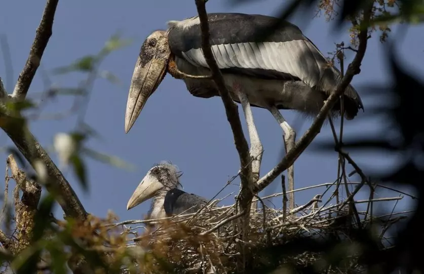 ಕಳೆದ ವಾರ ವನ್ಯಜೀವಿಗಳ ಅತ್ಯುತ್ತಮ ಫೋಟೋಗಳು 8635_1