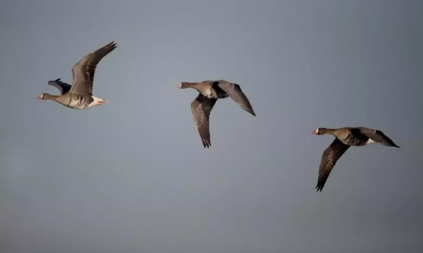 Le migliori foto della wildlife la scorsa settimana 8635_10