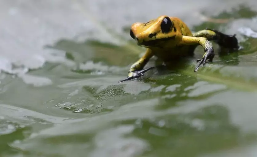 En iyi Wildlife fotoğrafları geçen hafta 8635_12