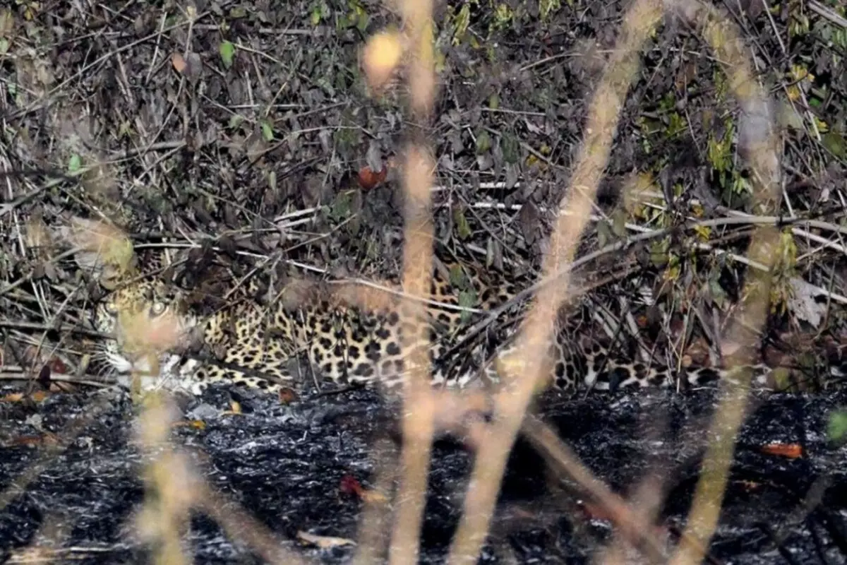 Le migliori foto della wildlife la scorsa settimana 8635_15