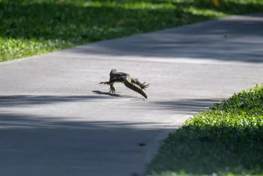 En iyi Wildlife fotoğrafları geçen hafta 8635_16