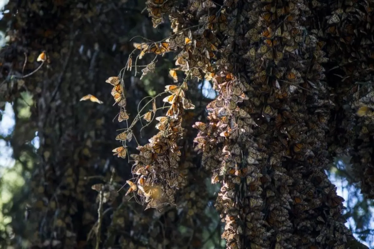 Le migliori foto della wildlife la scorsa settimana 8635_6