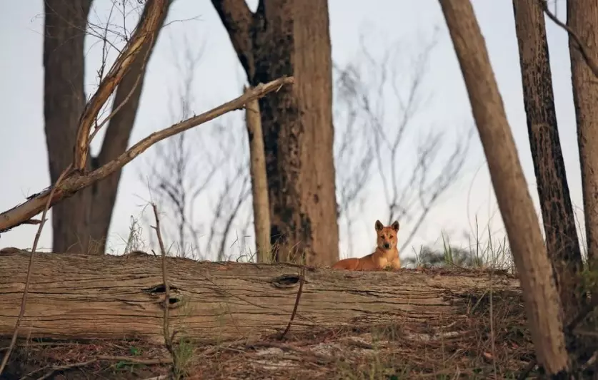 En iyi Wildlife fotoğrafları geçen hafta 8635_7