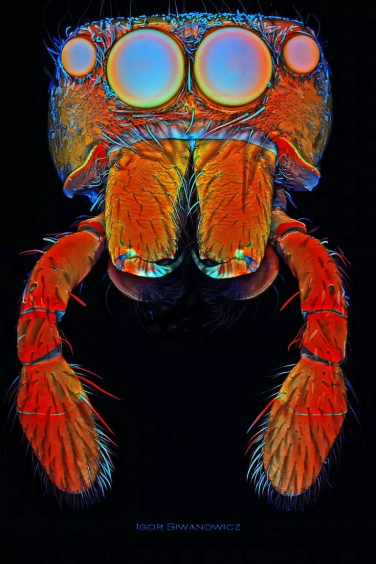 Insects through a laser scanning microscope. Photographer Igor Sivanovich (Igor Siwanowicz) 8637_12