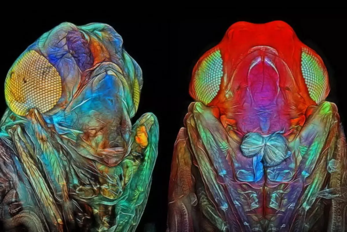 Insects through a laser scanning microscope. Photographer Igor Sivanovich (Igor Siwanowicz) 8637_14