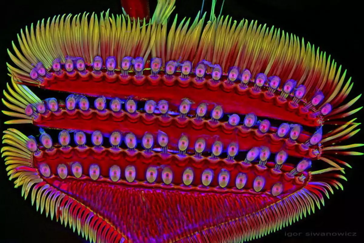 Insectos a través de un microscopio de escaneo láser. El fotógrafo Igor Sivanovich (Igor Siwanowicz) 8637_16