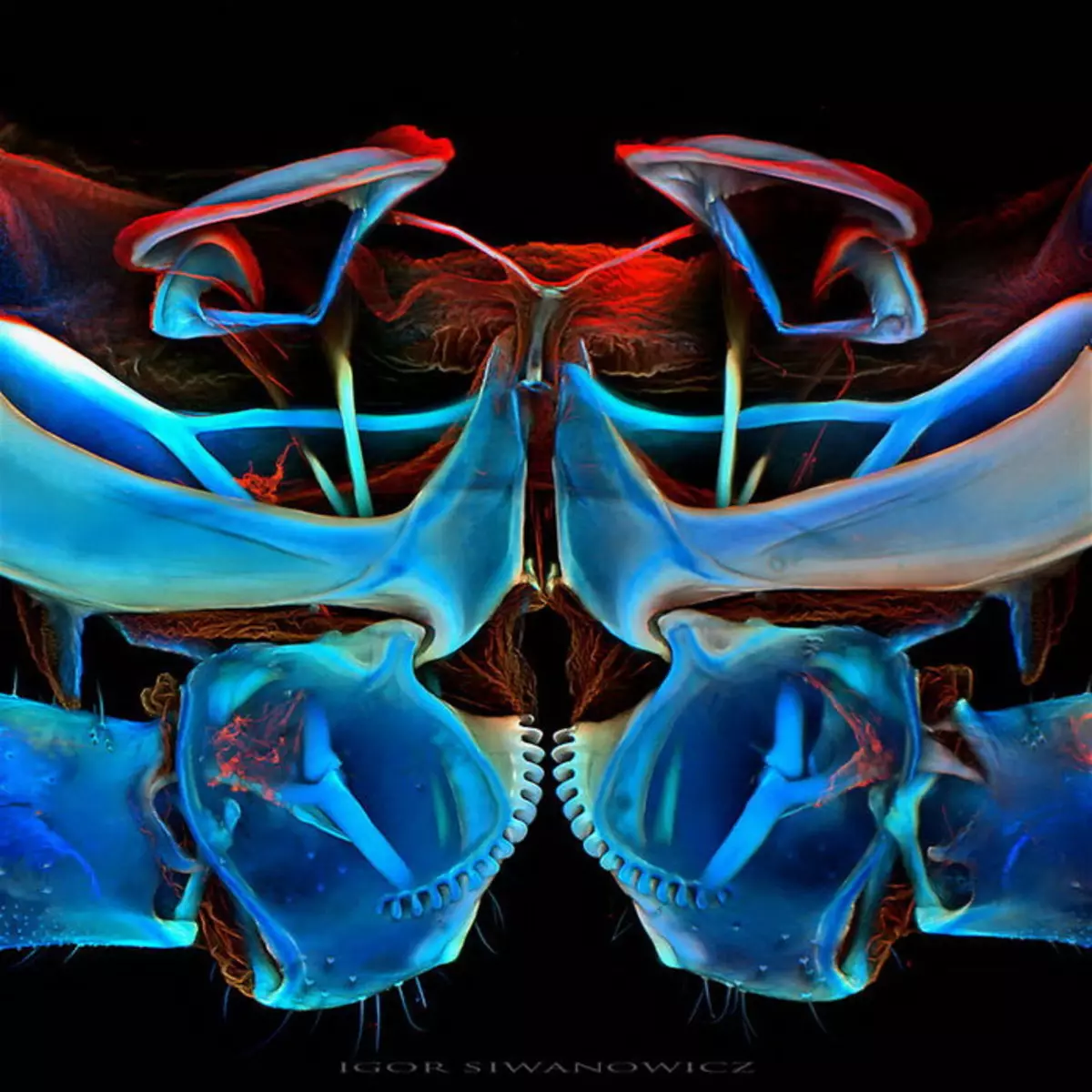 Insects through a laser scanning microscope. Photographer Igor Sivanovich (Igor Siwanowicz) 8637_18