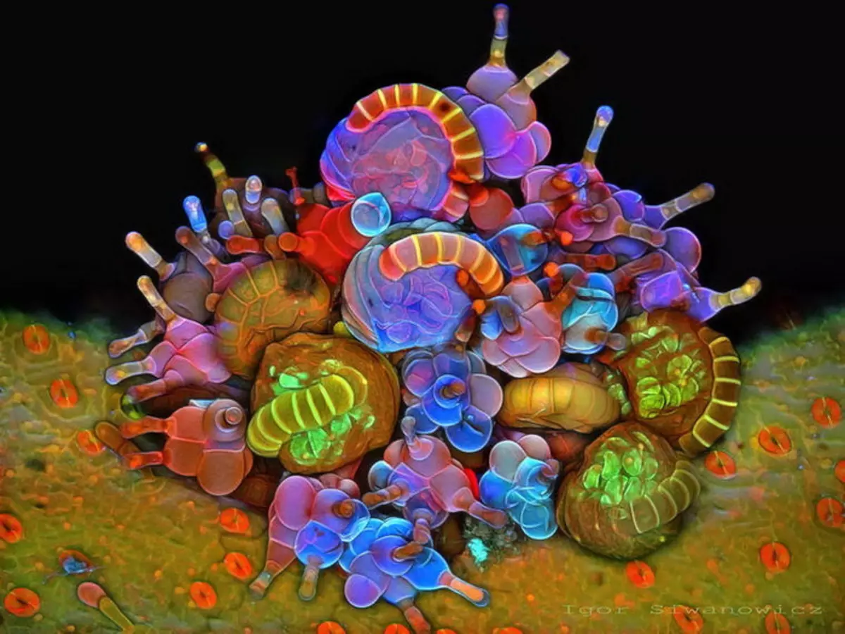 Insects through a laser scanning microscope. Photographer Igor Sivanovich (Igor Siwanowicz) 8637_4