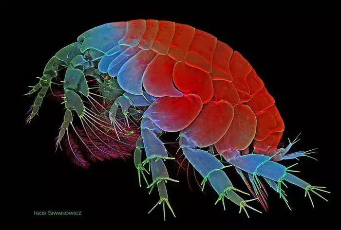 Insects through a laser scanning microscope. Photographer Igor Sivanovich (Igor Siwanowicz) 8637_9