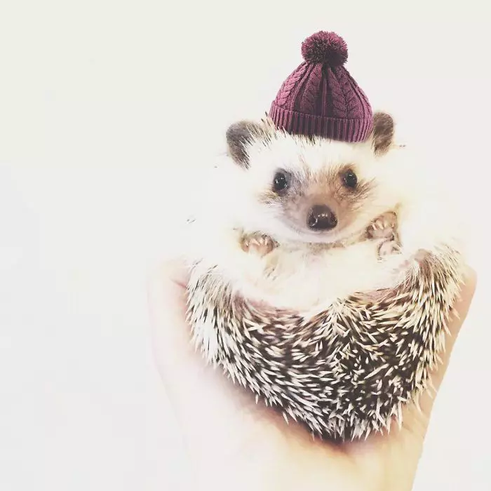 Hiel leuke seleksje fan foto's fan Home Hedgehogs;)) 8719_11