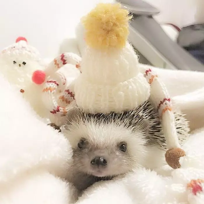 การเลือกภาพถ่ายที่น่ารักมาก ๆ ของ Home Hedgehogs;)) 8719_12