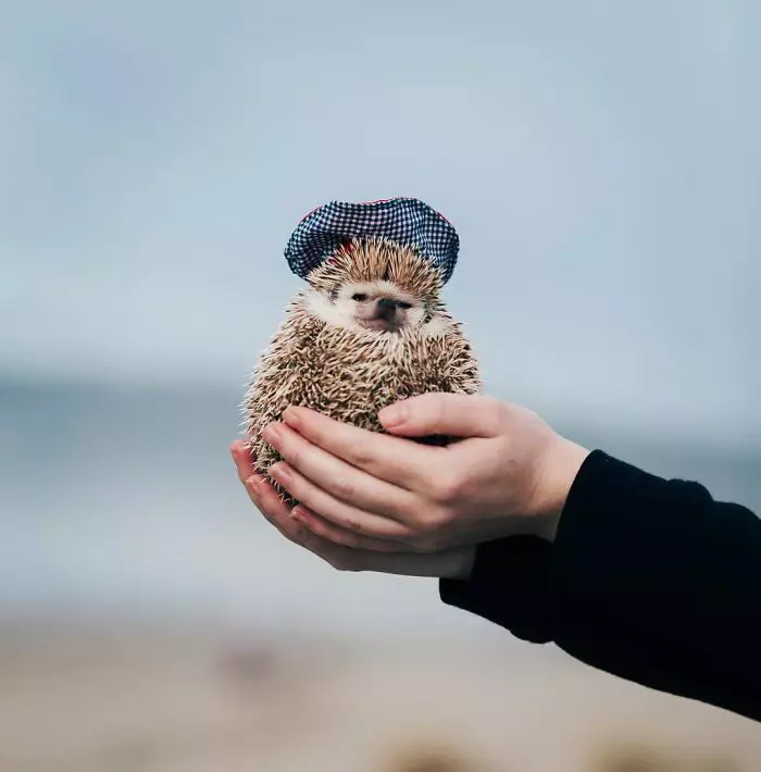 การเลือกภาพถ่ายที่น่ารักมาก ๆ ของ Home Hedgehogs;)) 8719_14