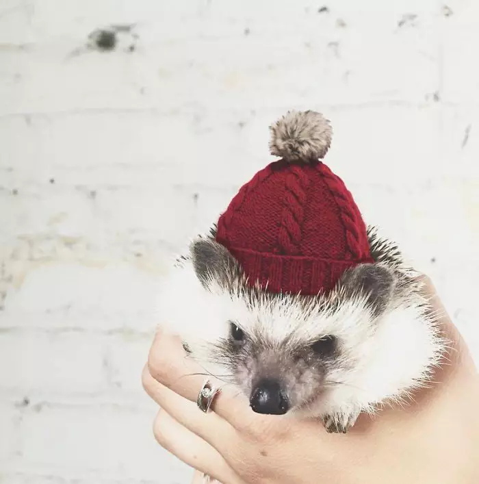 การเลือกภาพถ่ายที่น่ารักมาก ๆ ของ Home Hedgehogs;)) 8719_2