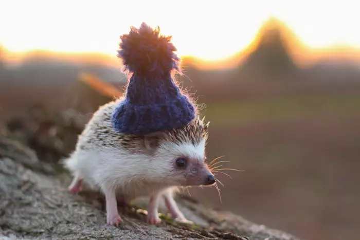 การเลือกภาพถ่ายที่น่ารักมาก ๆ ของ Home Hedgehogs;)) 8719_4