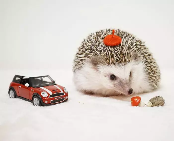 การเลือกภาพถ่ายที่น่ารักมาก ๆ ของ Home Hedgehogs;)) 8719_6